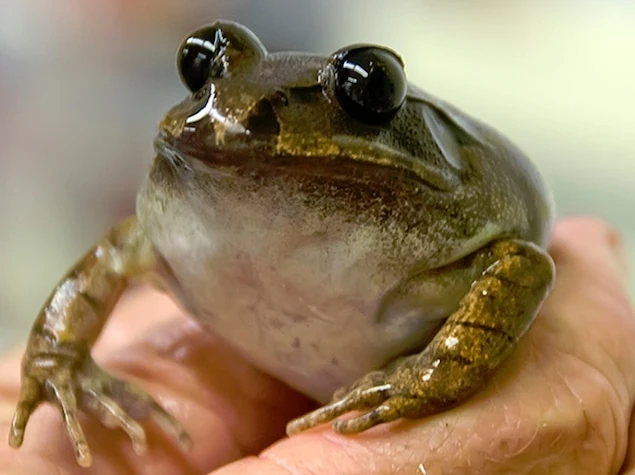 Gastric-Brooding Frog | Sixth Extinction Wiki | Fandom