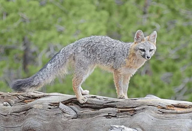 Gray Fox | Sixth Extinction Wiki | Fandom