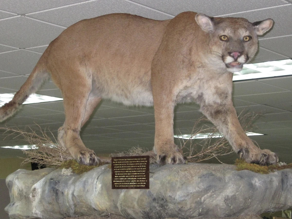 Eastern Cougar | Sixth Extinction Wiki | Fandom
