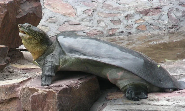 Yangtze Giant Softshell Turtle | Sixth Extinction Wiki | Fandom