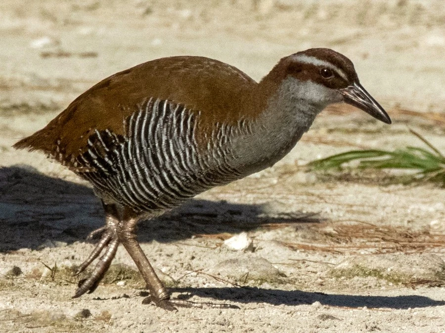 Guam Rail | Sixth Extinction Wiki | Fandom