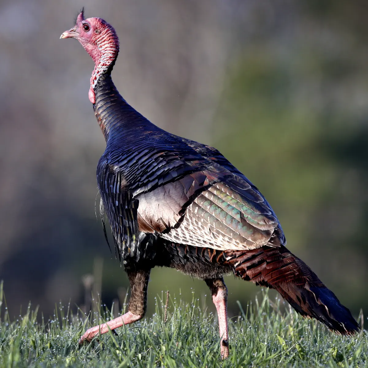 Wild Turkey | Sixth Extinction Wiki | Fandom