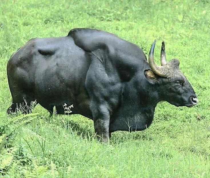 Gaur | Sixth Extinction Wiki | Fandom