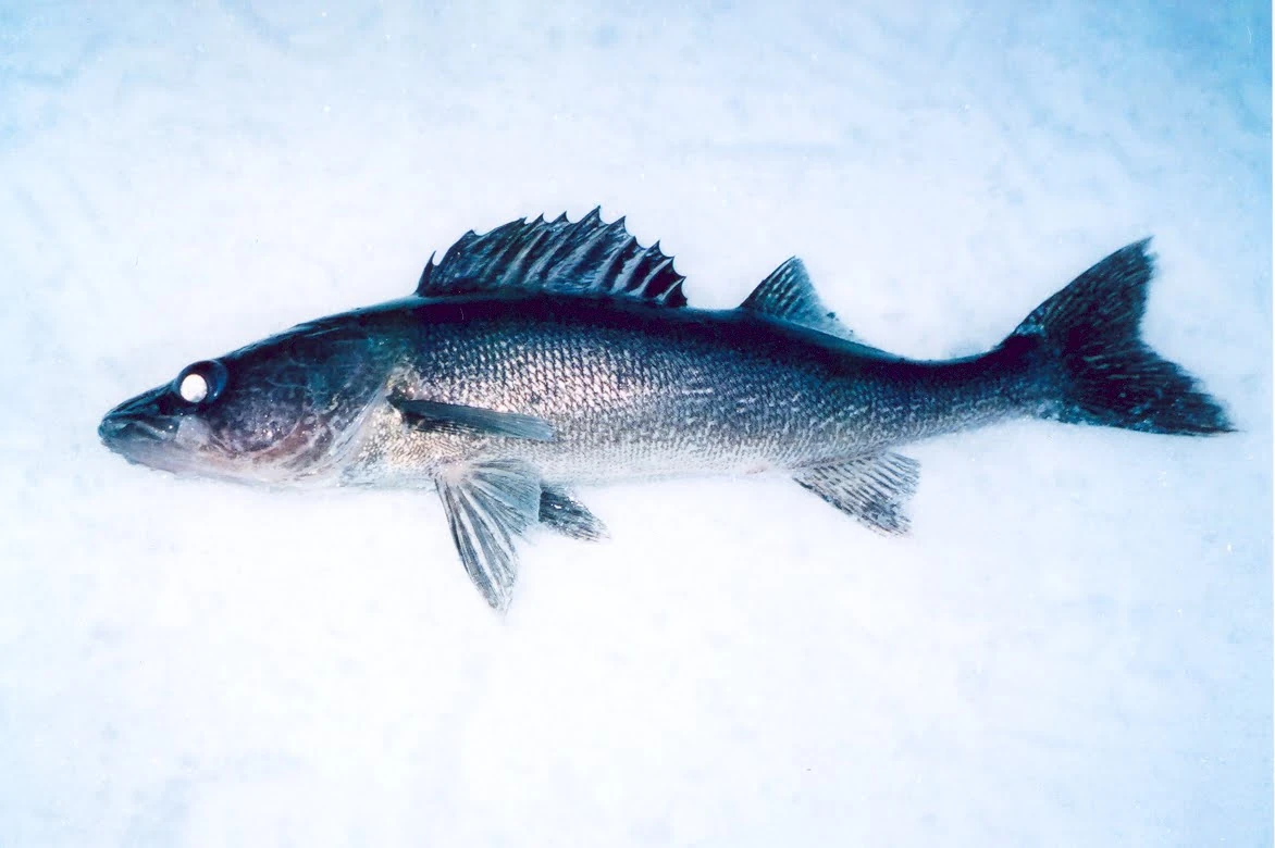 Blue Walleye | Sixth Extinction Wiki | Fandom