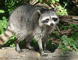 Common Raccoon | Sixth Extinction Wiki | Fandom