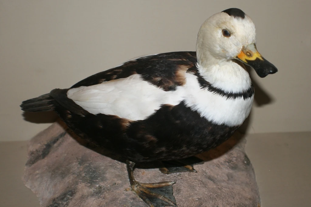 Labrador Duck | Sixth Extinction Wiki | Fandom