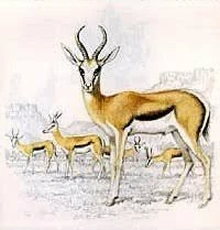 Southern Springbok | Sixth Extinction Wiki | Fandom