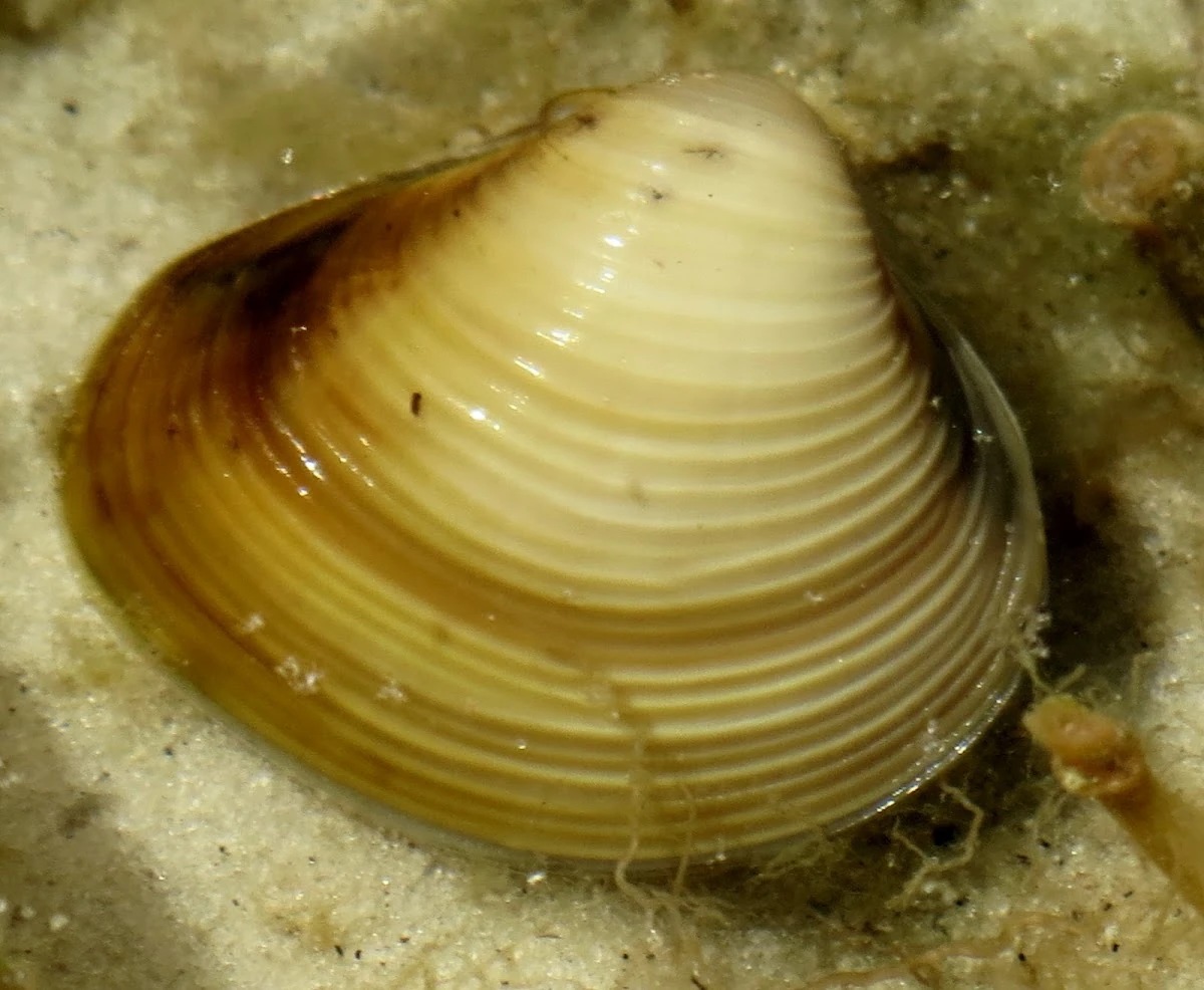 Asian Clam | Sixth Extinction Wiki | Fandom