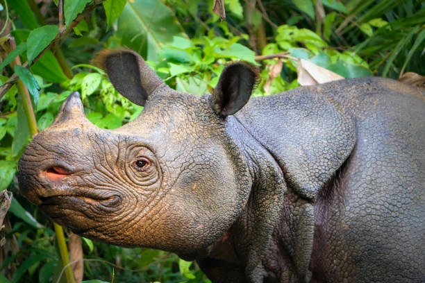 Javan Rhinoceros | Sixth Extinction Wiki | Fandom