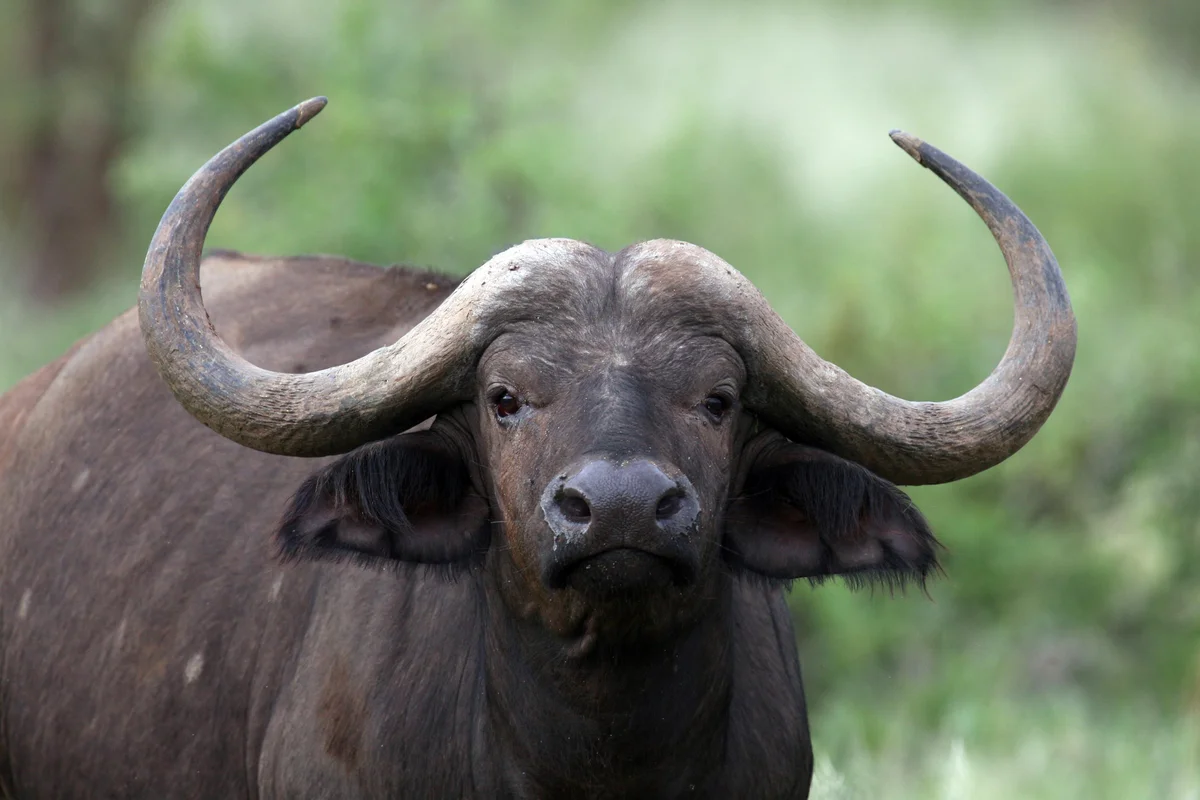 African Buffalo | Sixth Extinction Wiki | Fandom