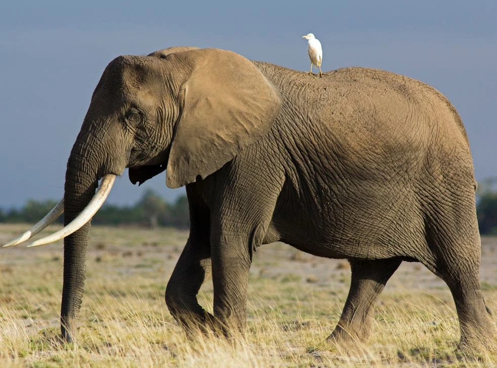 African Elephant | Sixth Extinction Wiki | Fandom