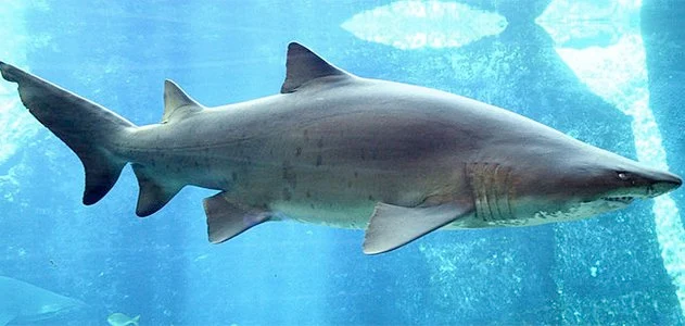 Sand Tiger Shark | Sixth Extinction Wiki | Fandom