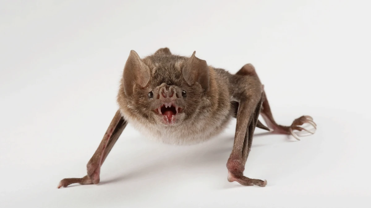 Vampire Bat | Sixth Extinction Wiki | Fandom