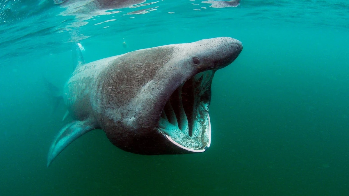 Basking Shark | Sixth Extinction Wiki | Fandom