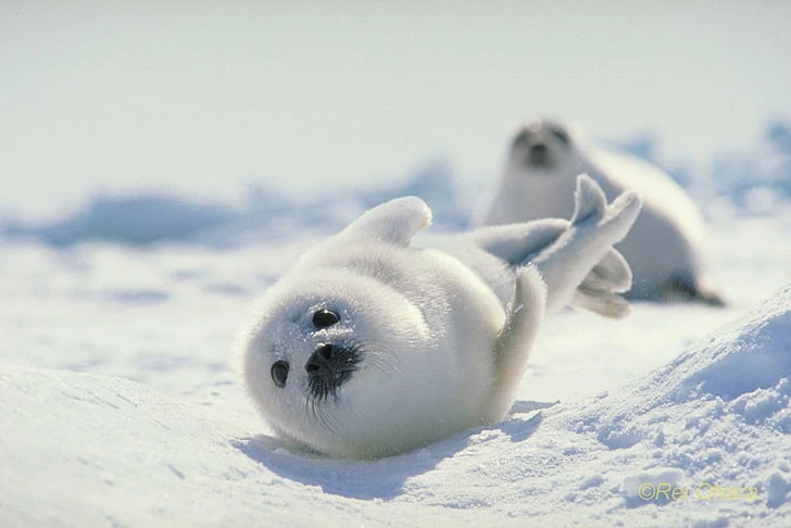 Harp seal | Sixth Extinction Wiki | Fandom
