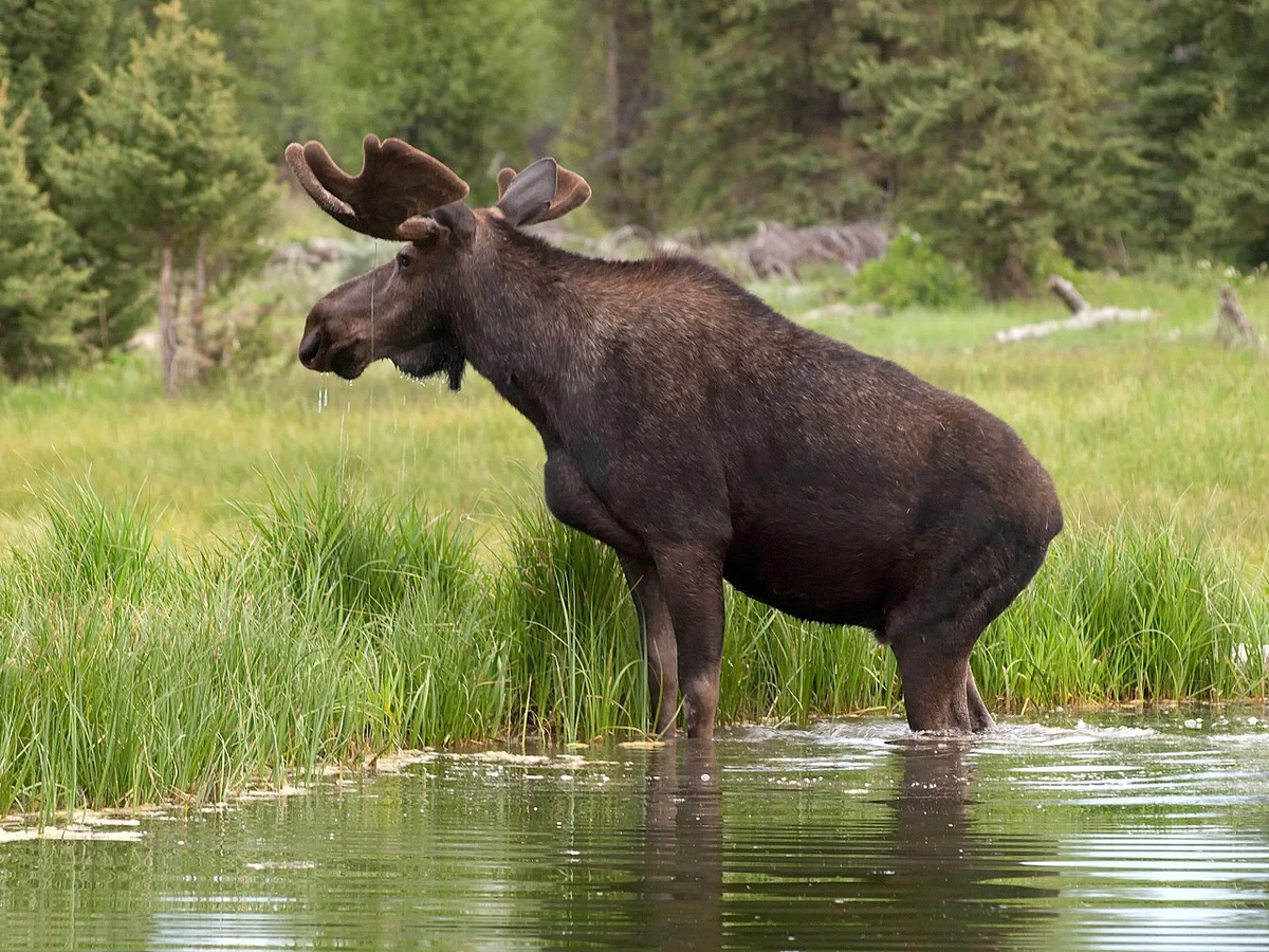 Moose | Sixth Extinction Wiki | Fandom