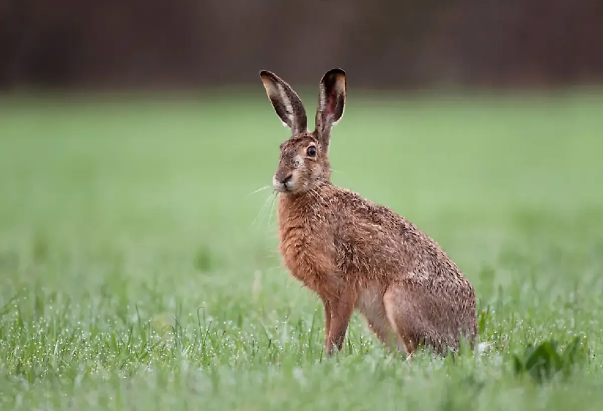 European Hare | Sixth Extinction Wiki | Fandom