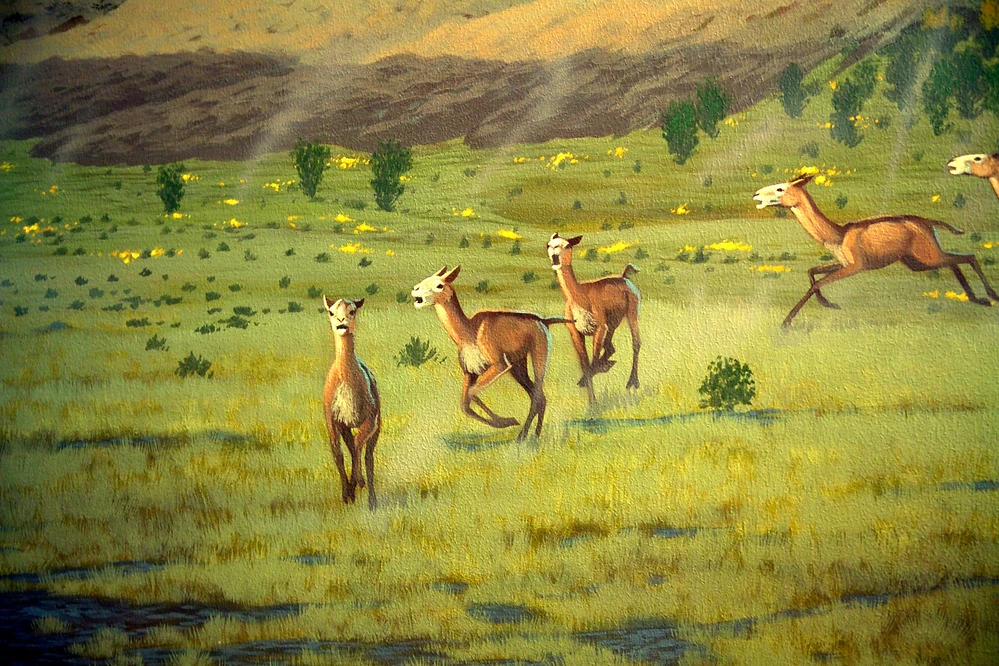 Hemiauchenia | Sixth Extinction Wiki | Fandom