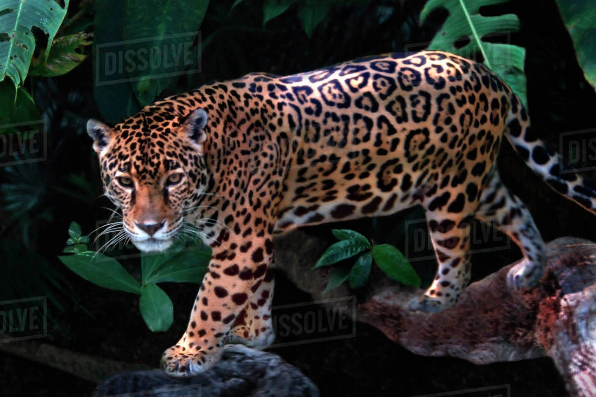 Central American Jaguar | Sixth Extinction Wiki | Fandom