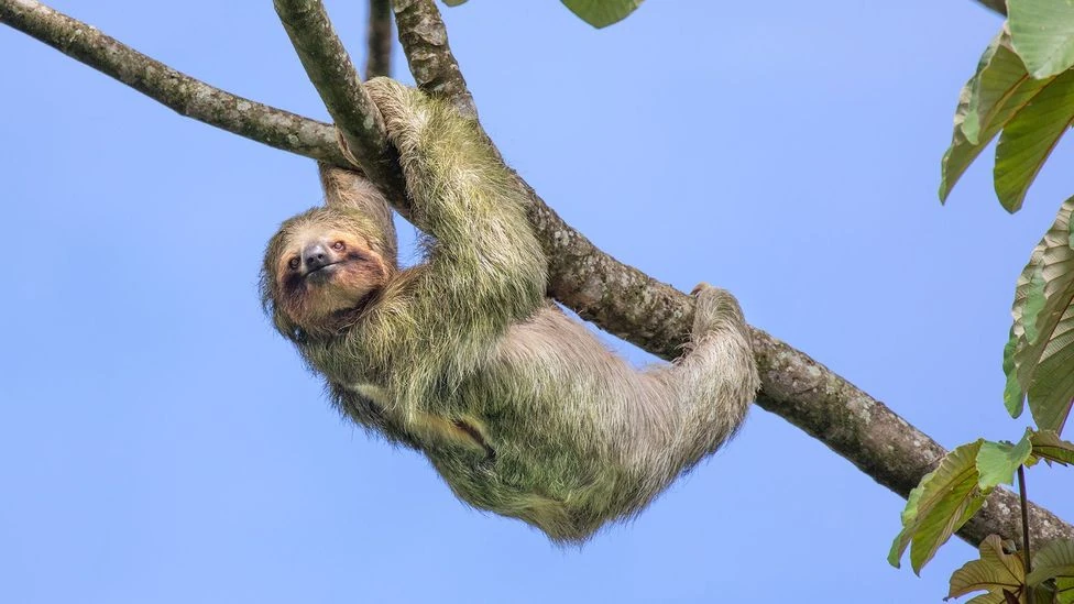 Tree Sloth | Sixth Extinction Wiki | Fandom