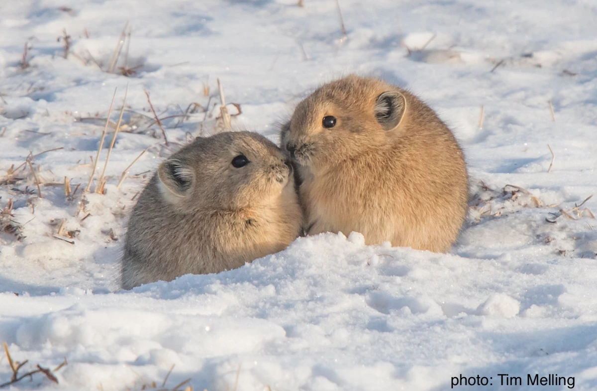 American Pika | Sixth Extinction Wiki | Fandom