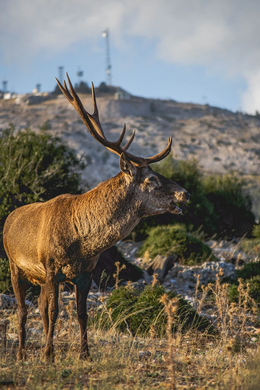Barbary Stag Deer