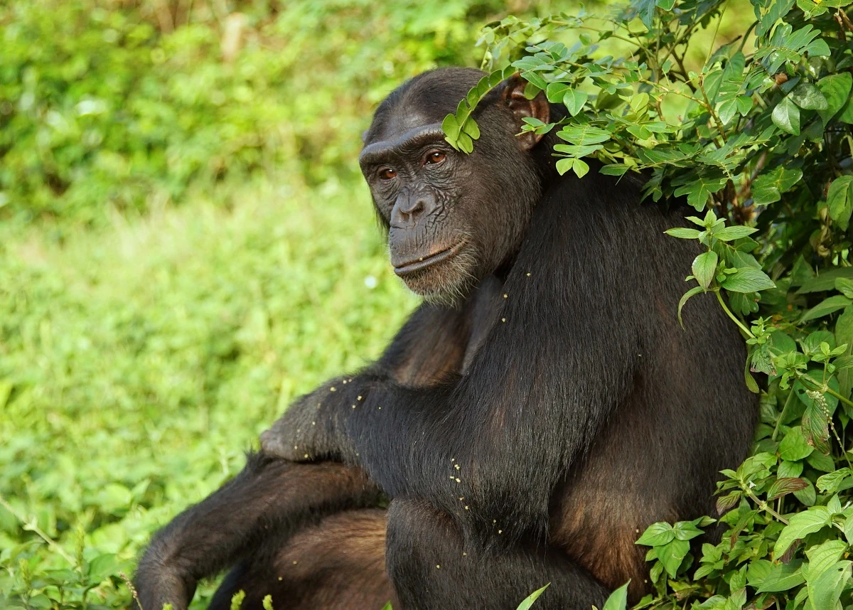 Eastern Chimpanzee | Sixth Extinction Wiki | Fandom