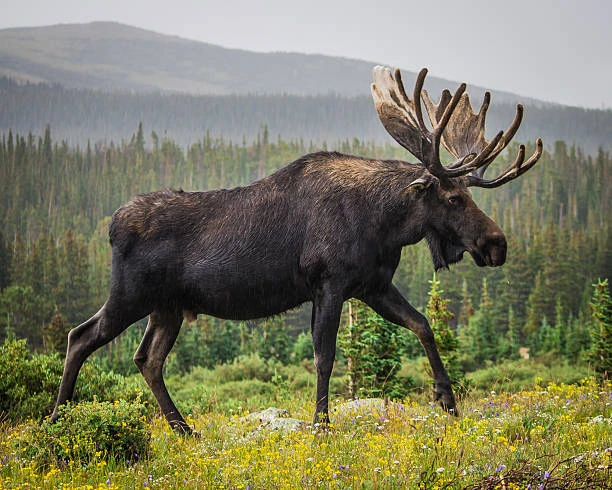 Moose | Sixth Extinction Wiki | Fandom