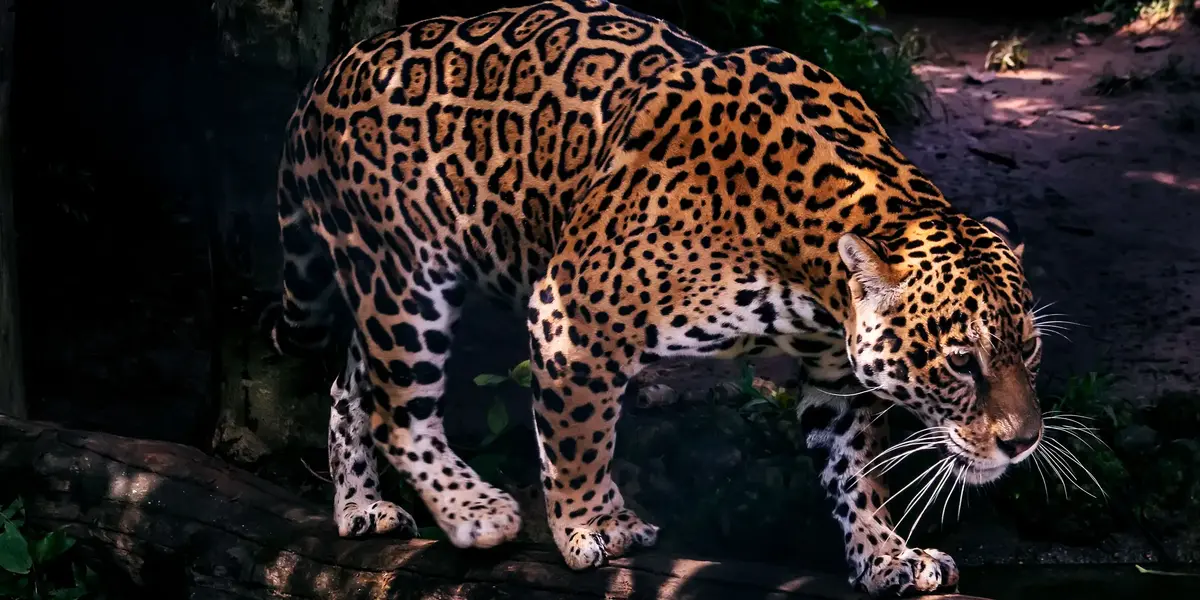 Jaguar | Sixth Extinction Wiki | Fandom