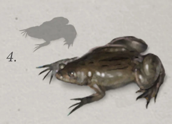 Palaeobatrachus | Sixth Extinction Wiki | Fandom