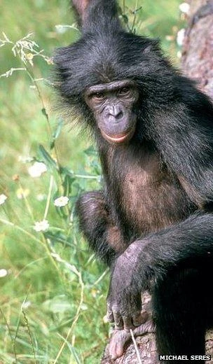 Bonobo | Sixth Extinction Wiki | Fandom
