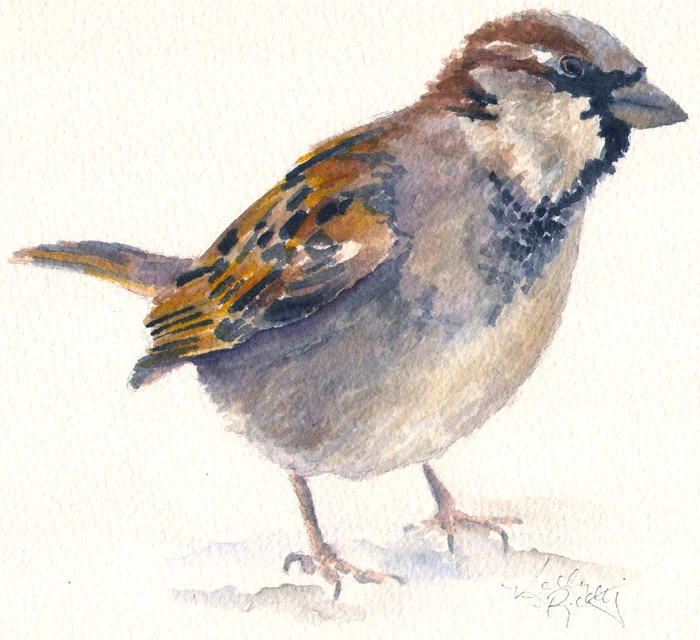Passer Predomesticus | Sixth Extinction Wiki | Fandom