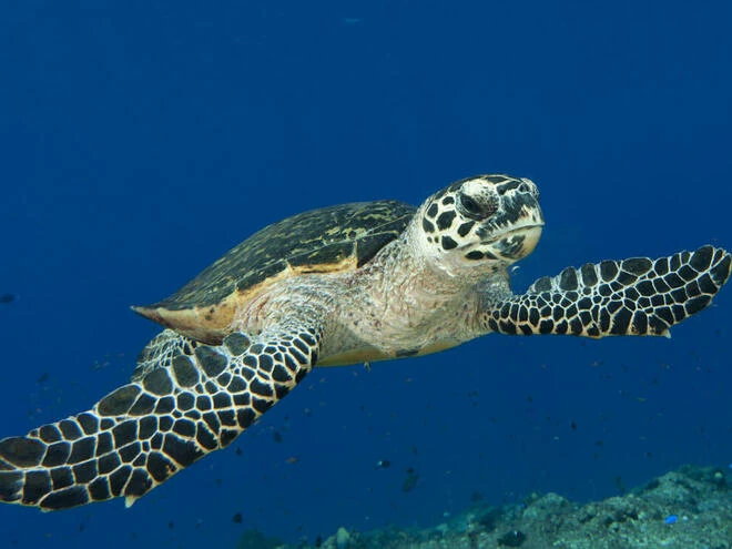 Hawksbill Sea Turtle | Sixth Extinction Wiki | Fandom