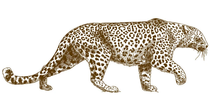 Javan Leopard | Sixth Extinction Wiki | Fandom