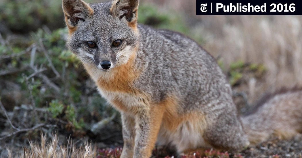 Island Fox | Sixth Extinction Wiki | Fandom