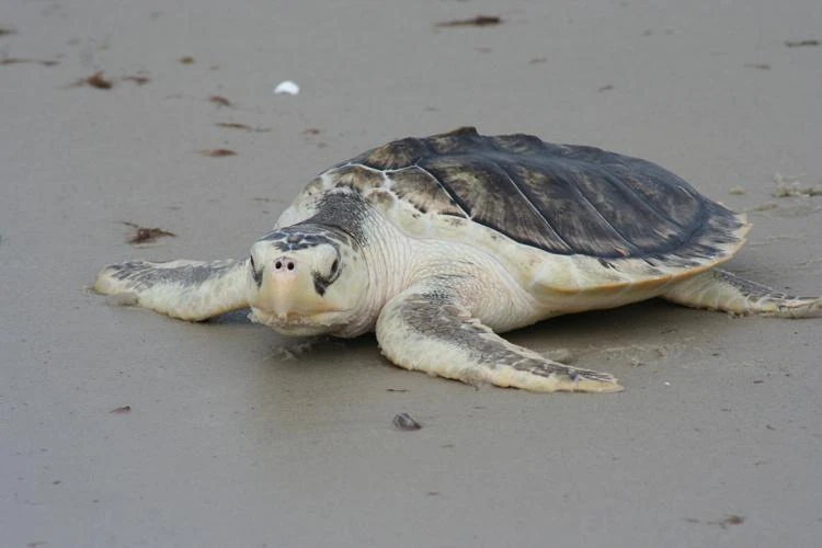 Kemp's Ridley Sea Turtle | Sixth Extinction Wiki | Fandom