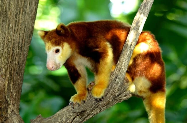 Golden-Mantled Tree-Kangaroo | Sixth Extinction Wiki | Fandom