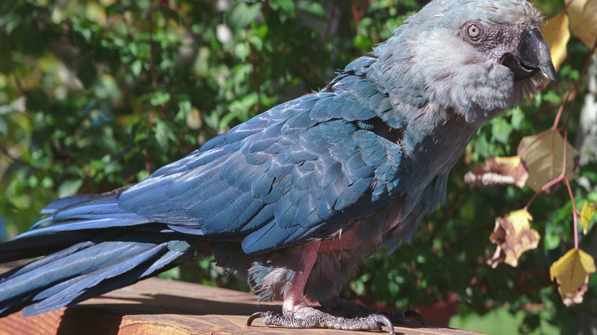 Spix's Macaw | Sixth Extinction Wiki | Fandom