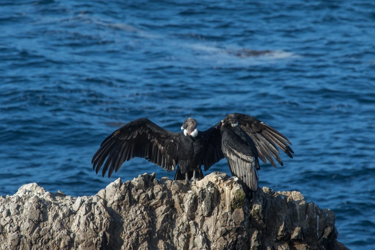 Andean Condor | Sixth Extinction Wiki | Fandom