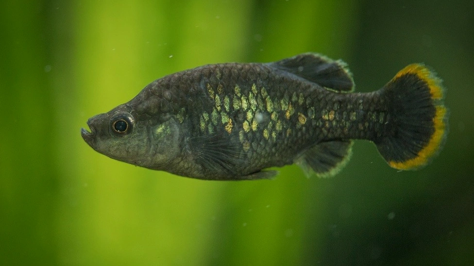 Tequila Splitfin | Sixth Extinction Wiki | Fandom