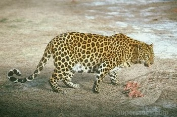 Barbary Leopard | Sixth Extinction Wiki | Fandom