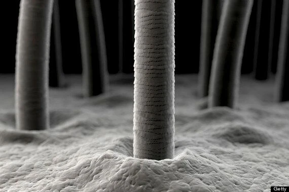 Width of Human Hair | Size Comparison of EVERYTHING Wiki | Fandom