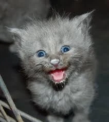 Jonathan Pfeifer | The Samuel Jones Show Wiki | Fandom