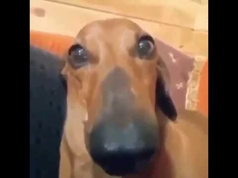 Cheddar Cheese Dog | Skedgy Wiki | Fandom