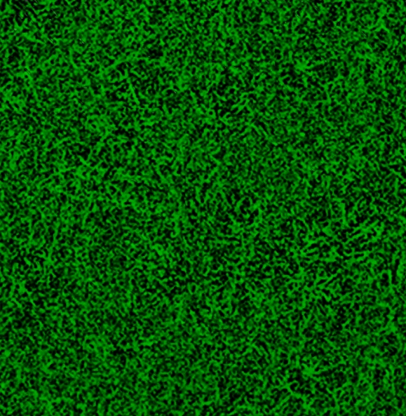 Grass | SKENGINES Wiki | Fandom