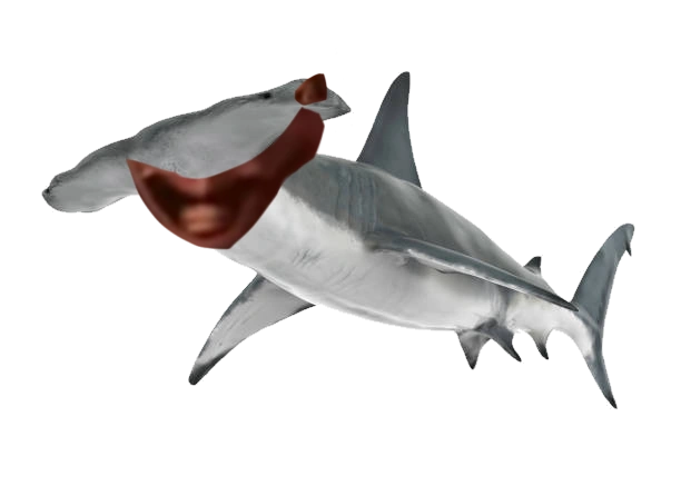 Hammerhead Skibidi Shark | Skibidi Toilet Fanon Wiki | Fandom