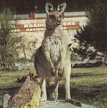 Skippy | Skippy the bush Kangaroo Wikia | Fandom