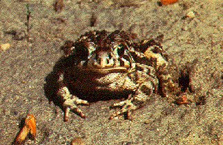 Canadian Toad | SkypeHungerGames Wiki | Fandom