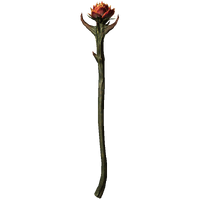Sanguine Rose - Skyrim Wiki