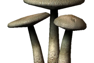 juniper berries skyrim code